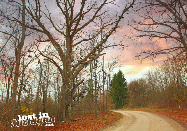 Shoe Tree - Lost In Michigan
